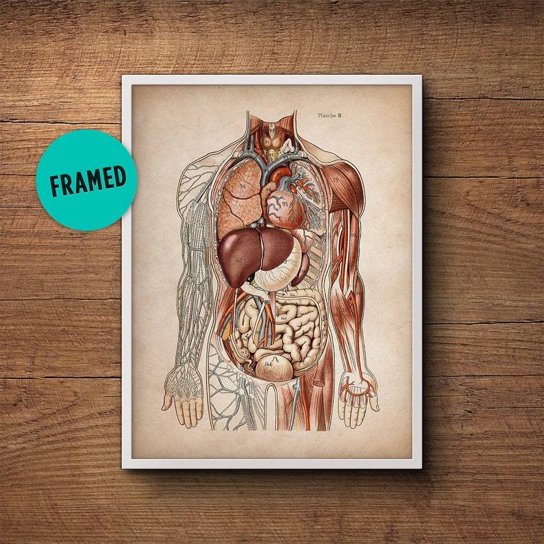 Anatomy Poster Framed Art Anatomy Print Muscular System - Etsy