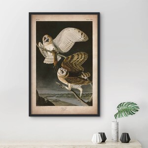 Audubon Bird Print, Owl Print, Antique Bird Print, Audubon Poster ...