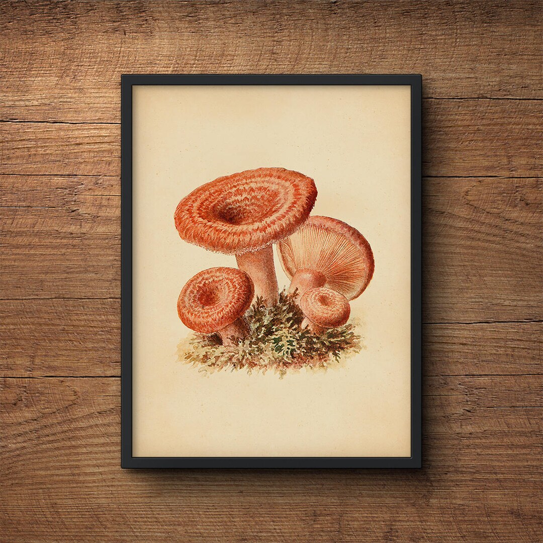 Mushroom Print, Mushroom Poster, Botanical Illustration, Botanical Art ...