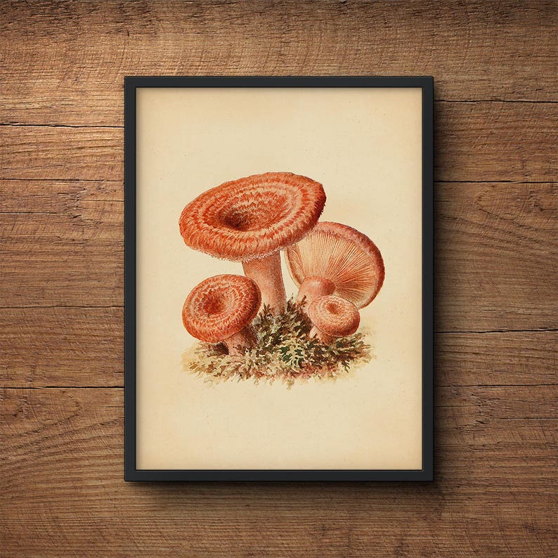 Mushroom Print Mushroom Poster Botanical Illustration - Etsy