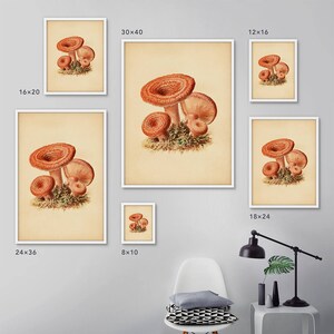 Mushroom Print, Mushroom Poster, Botanical Illustration, Botanical Art ...