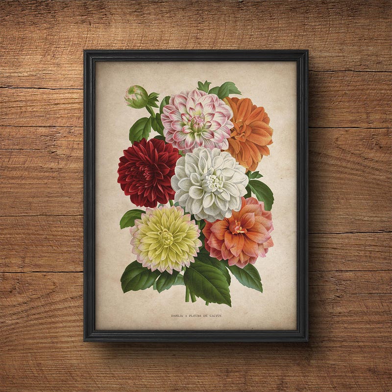 Dahlia Print - Etsy