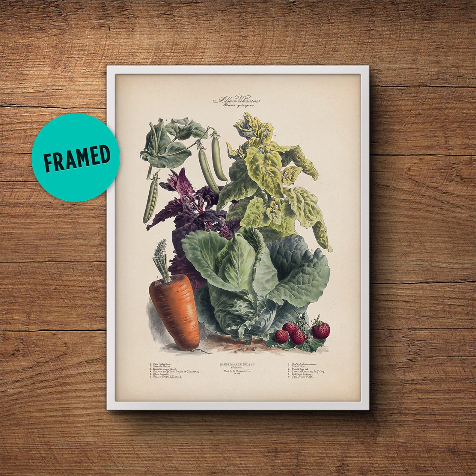 Vintage Vegetable Poster Framed Art Botanical Illustration | Etsy