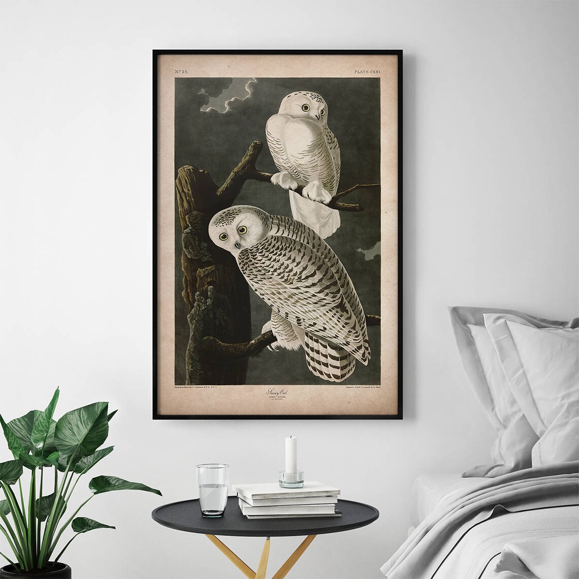 Audubon bird print Snow owl print Antique bird print | Etsy