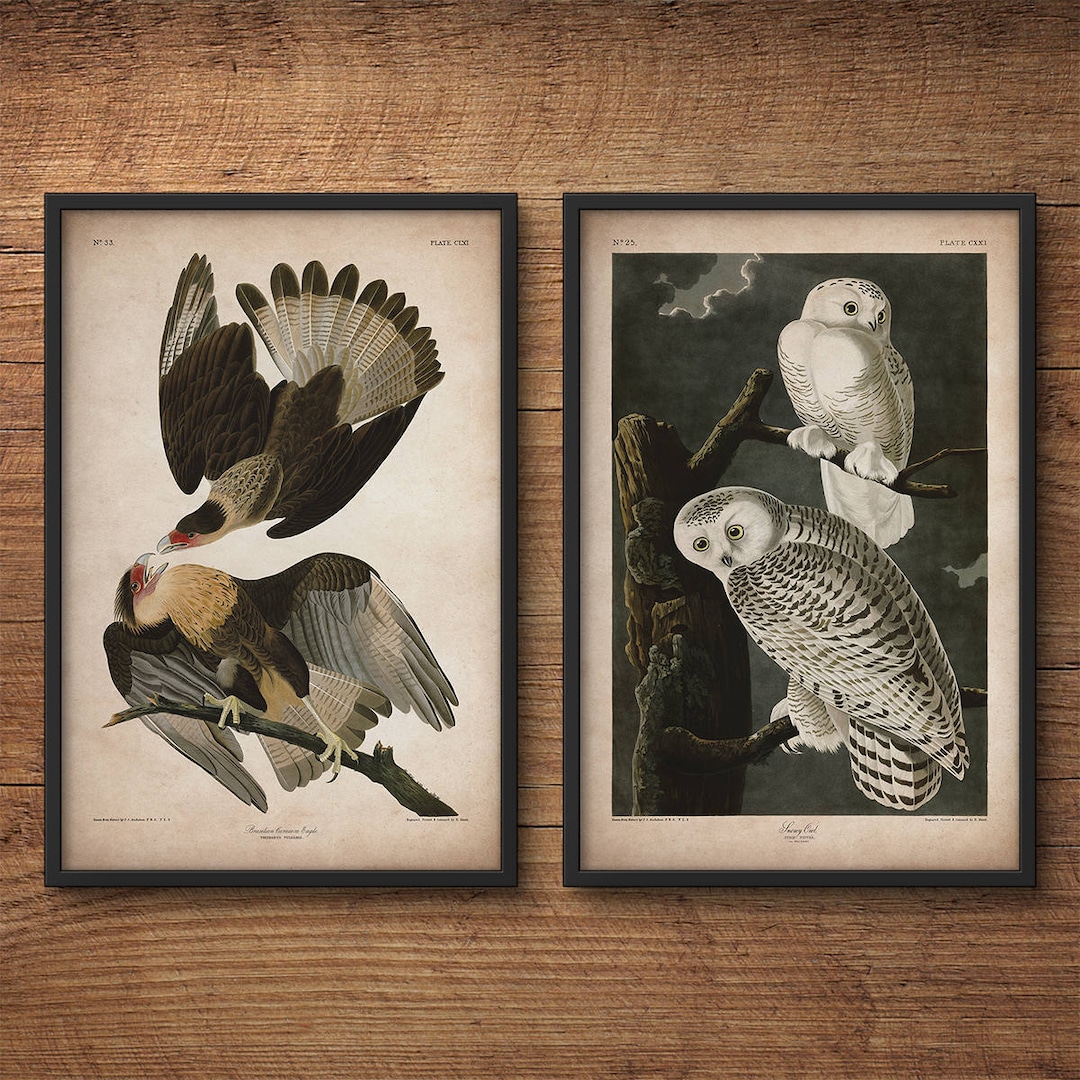 Audubon Birds, Print Set, Eagle Print, Owl Print, Audubon Print, Birds ...