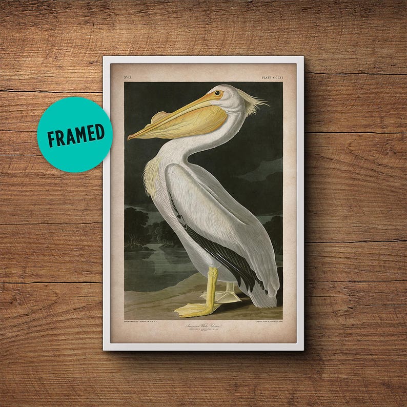 Pelican Bird Print, Framed Art, Pelican Print, Audubon Print, Audubon ...