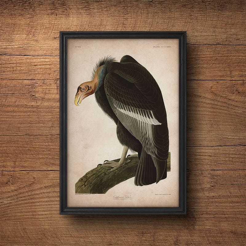 Vulture Art - Etsy