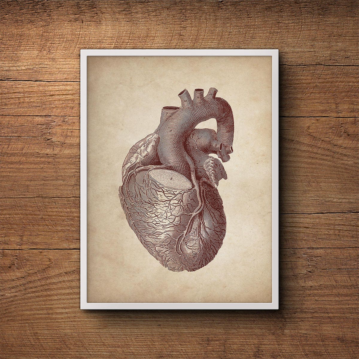 Heart Print Anatomy Print Anatomy Poster Cardiology Decor - Etsy