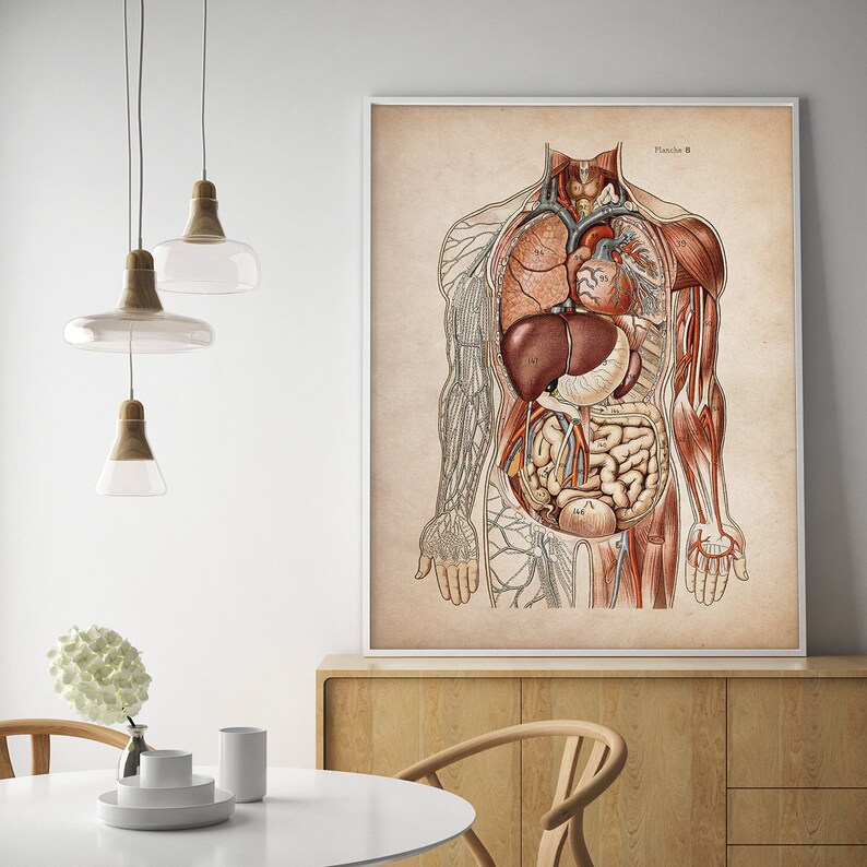Anatomy Poster, Framed Art, Anatomy Print, Muscular System Print, Human ...