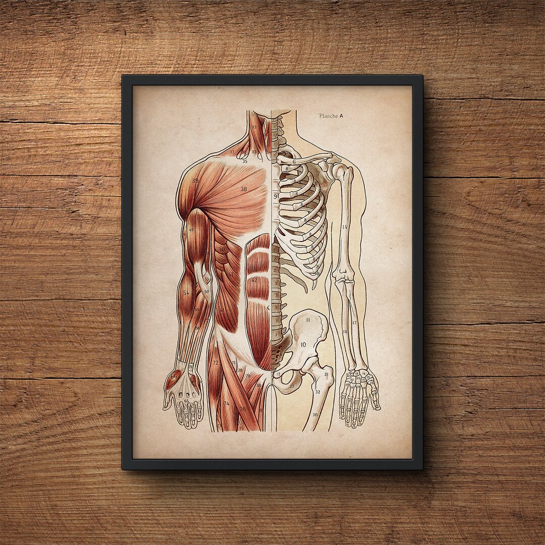Anatomy Poster, Anatomy Print, Muscular System Print, Human Anatomy ...