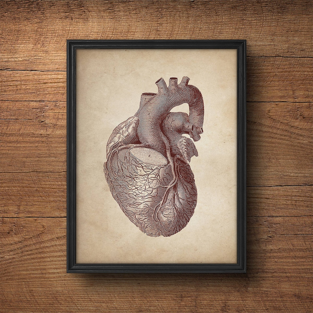Heart Print, Anatomy Print, Anatomy Poster, Cardiology Decor, Human ...