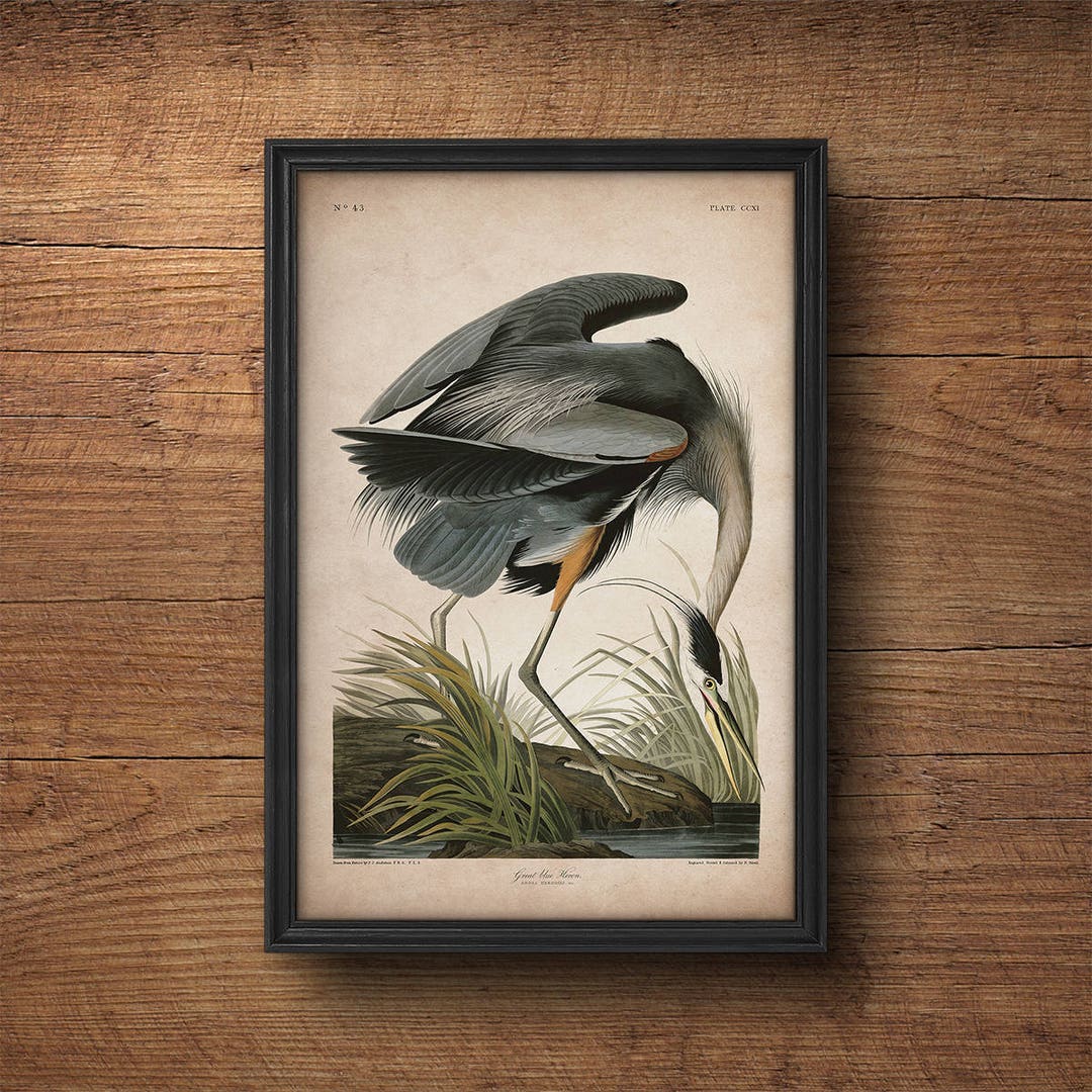 Audubon Bird Print, Heron Print, Antique Bird Print, Audubon Poster ...