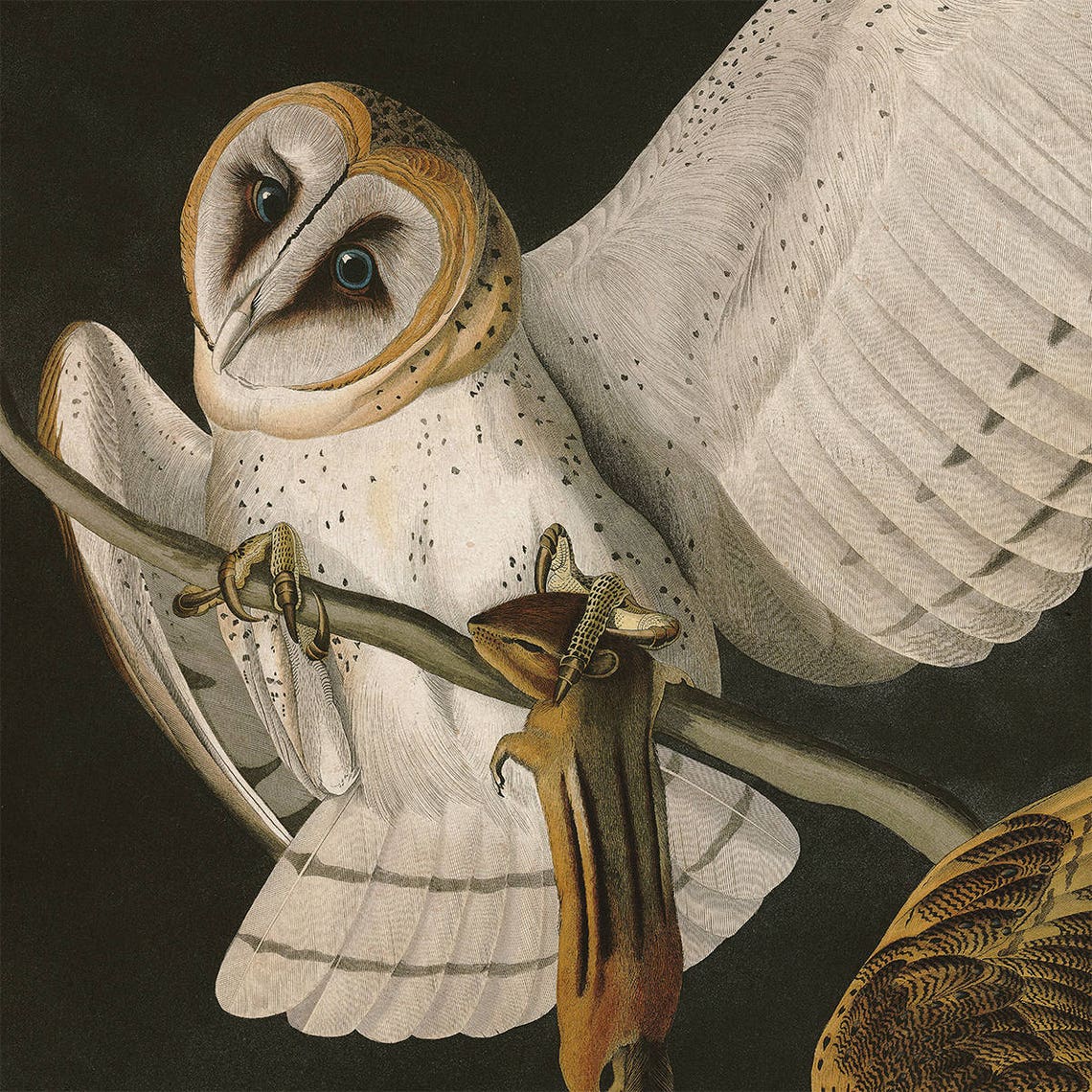 Audubon Bird Print Owl Print Antique Bird Print Audubon | Etsy