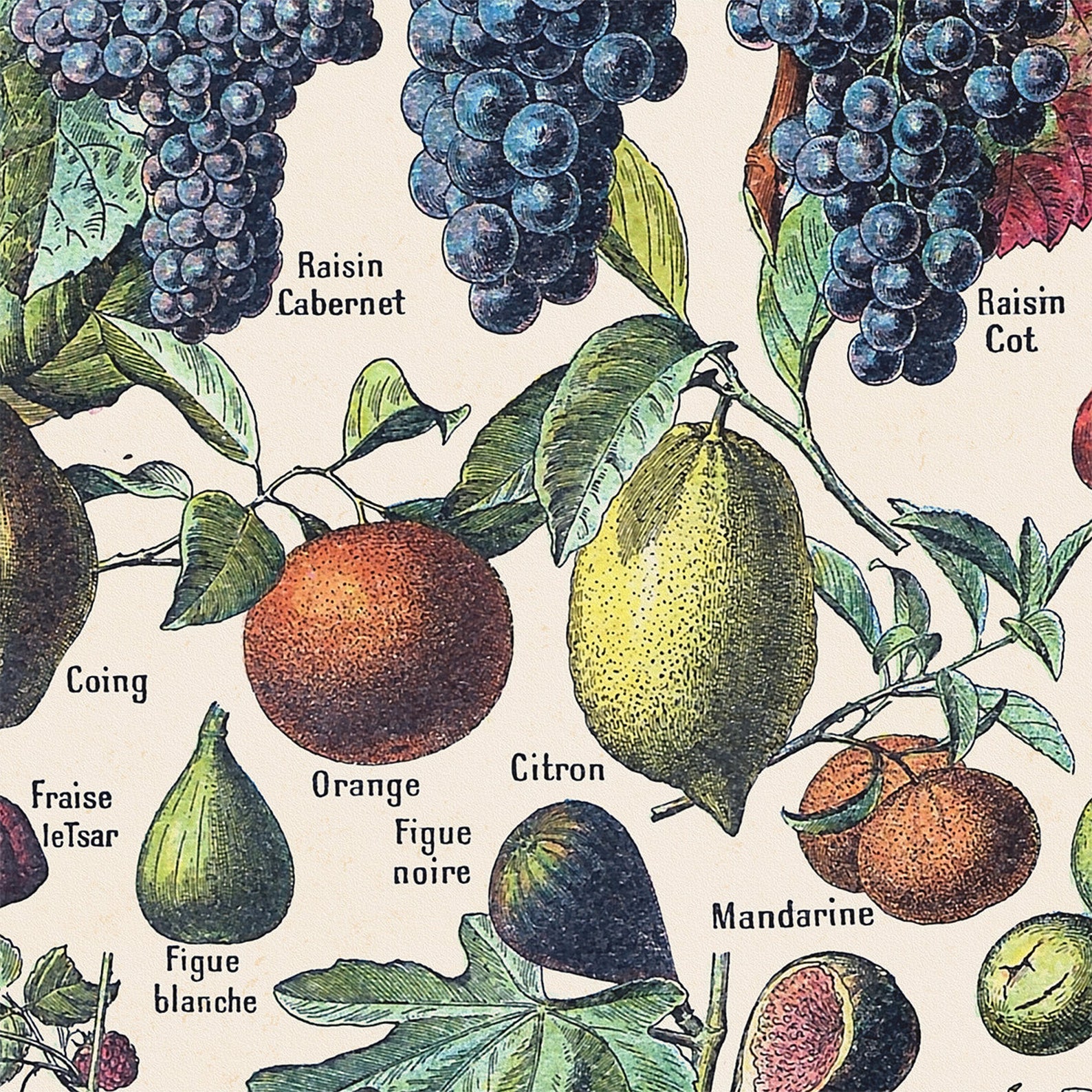 Fruit Print, Fruit Illustration, Botanical Print, Botanical Fruit ...