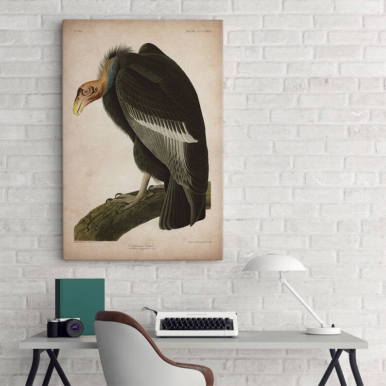 Audubon Bird Print Canvas Vulture Print Birds of America - Etsy