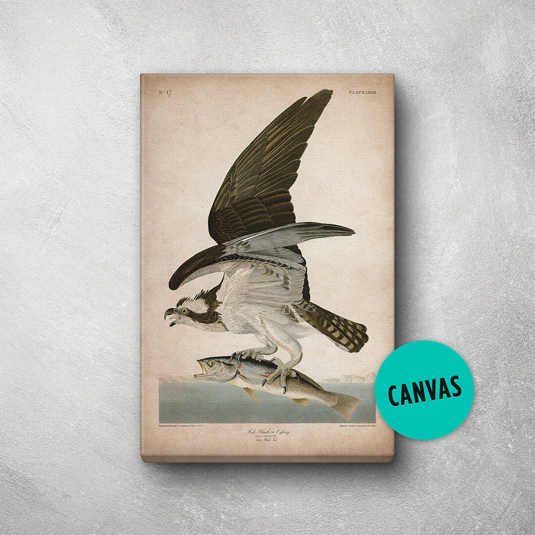 Audubon Bird Print, Canvas, Hawk Print, Birds of America, John James ...