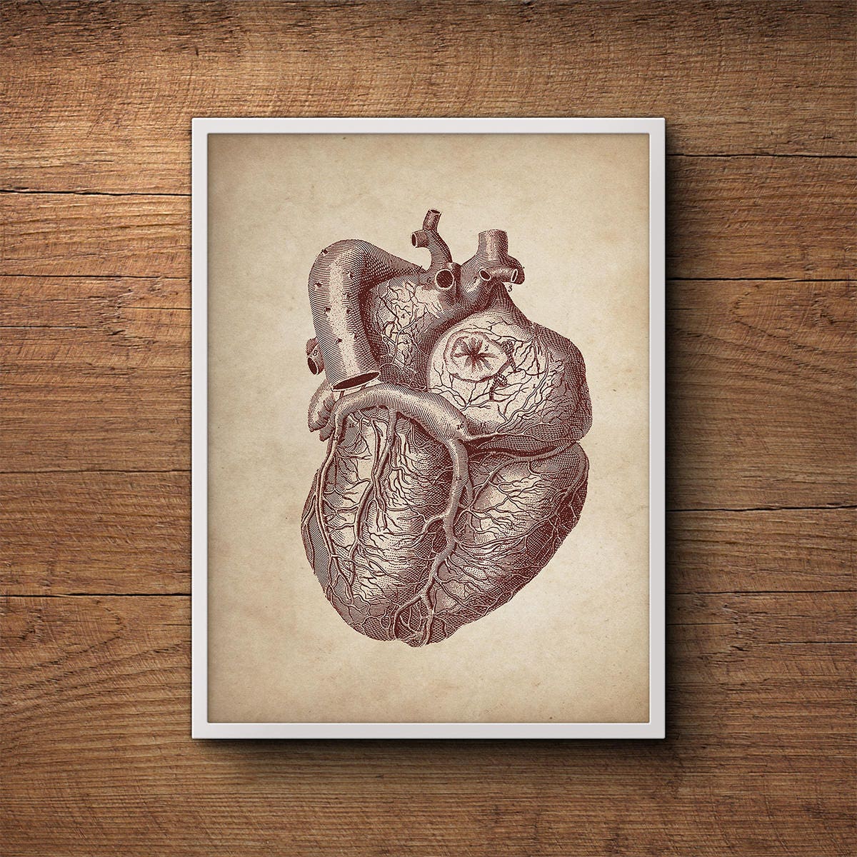 Heart Print Anatomy Print Anatomy Poster Cardiology Decor | Etsy