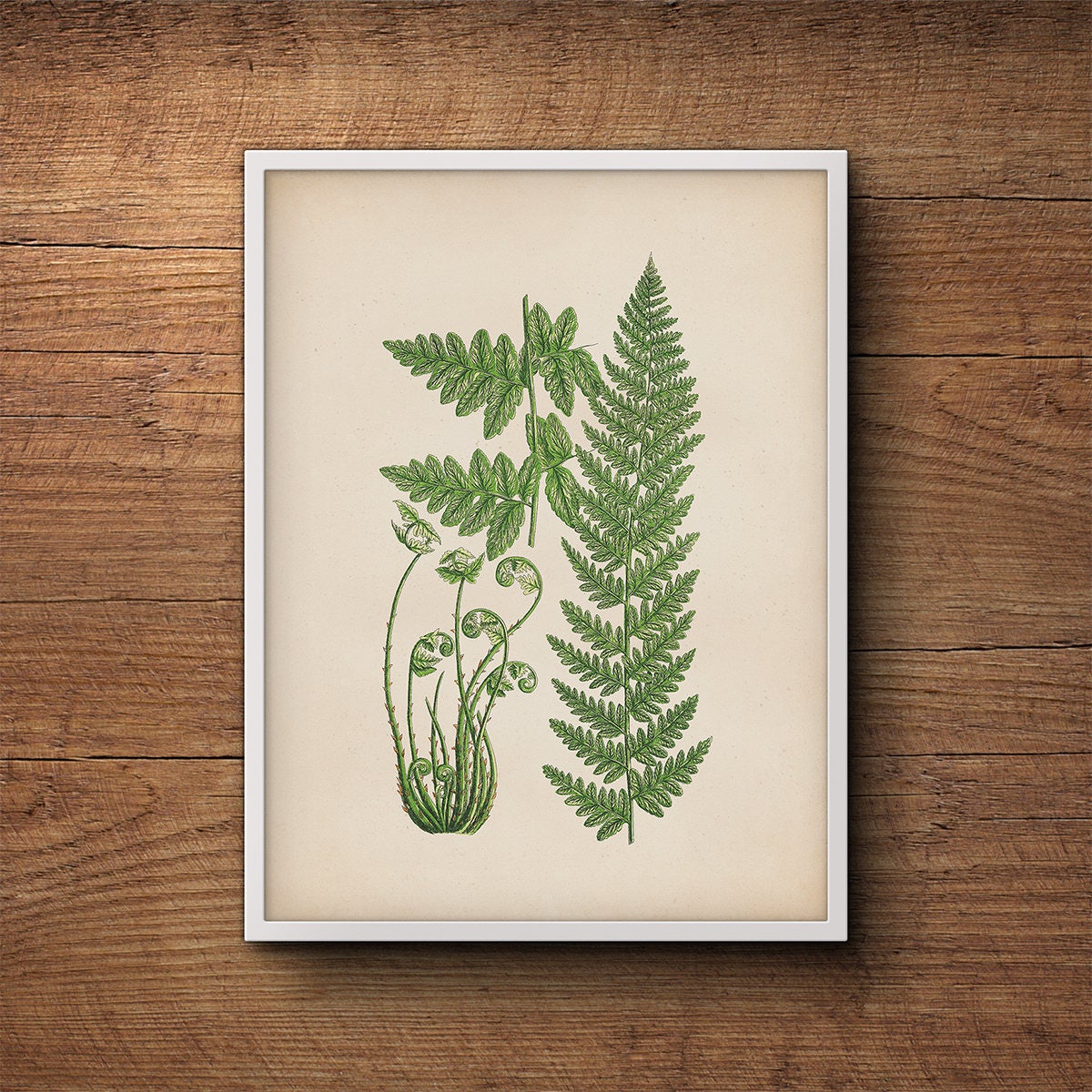 Fern Leaf Print Fern Wall Print Botanical Print of Ferns - Etsy