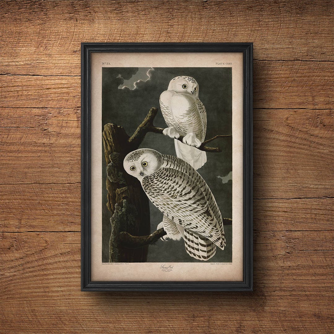 Audubon Bird Print, Snow Owl Print, Antique Bird Print, Audubon Print ...