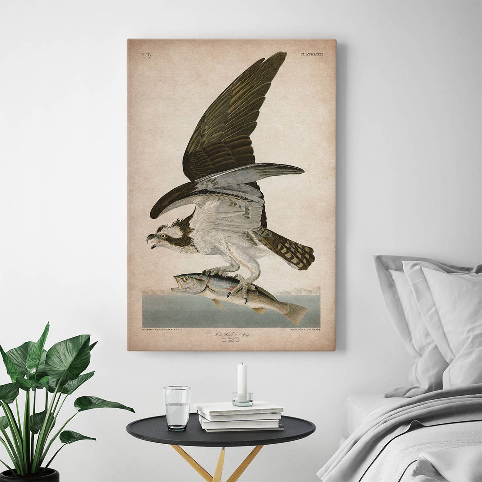 Audubon Bird Print Canvas Hawk Print Birds of America John - Etsy