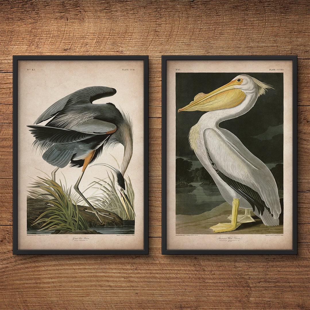 Audubon Birds, Print Set, Heron Print, Pelican Print, Audubon Print ...