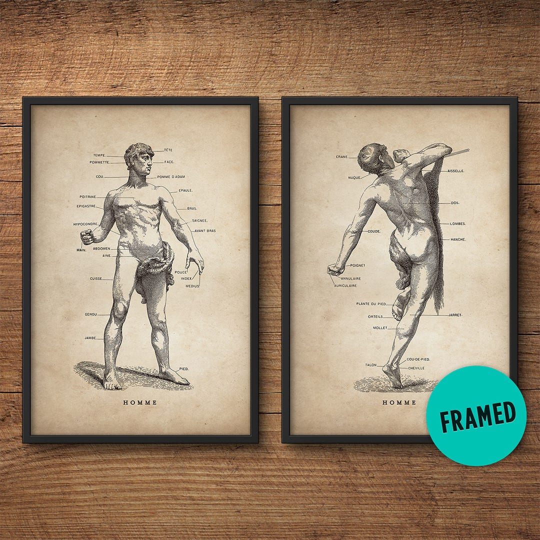 Framed Anatomy Print Set of 2, Framed Art, Anatomy Posters, Anatomy ...