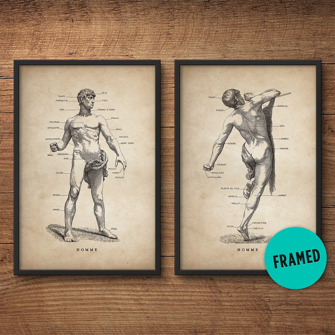 Framed Anatomy Print Set of 2, Framed Art, Anatomy Posters, Anatomy ...