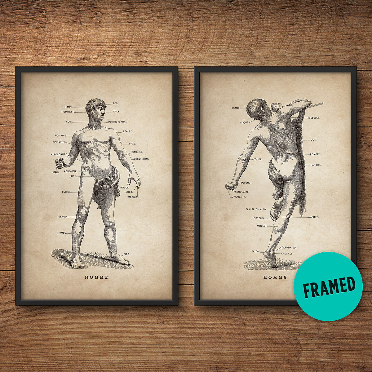 Framed Anatomy Print Set of 2 Framed Art Anatomy Posters - Etsy