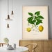 Lemon Print, Botanical Print, Lemon Wall Print, Lemon Poster, Kitchen ...