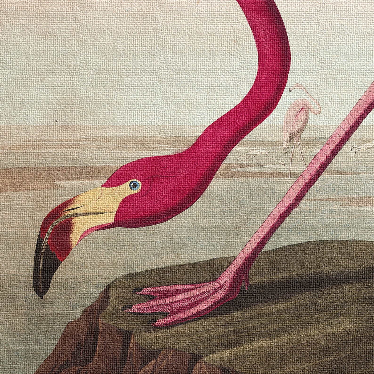 Flamingo Print Canvas Audubon Print Bird Print Birds of | Etsy