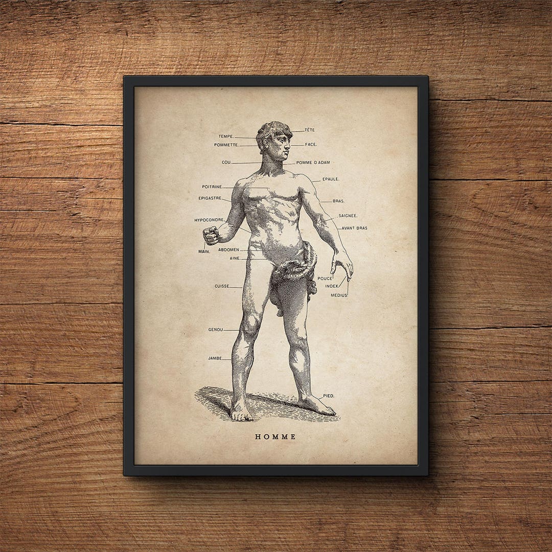 Anatomy Poster of Human Body, Anatomy Illustration, Anatomy Decor ...