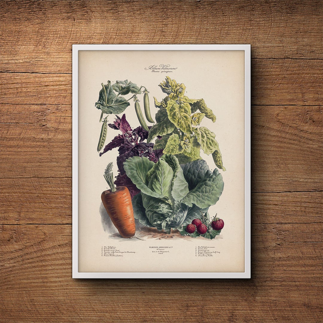 Vegetable Print, French Vegetables Poster, Botanical Print, Kitchen ...