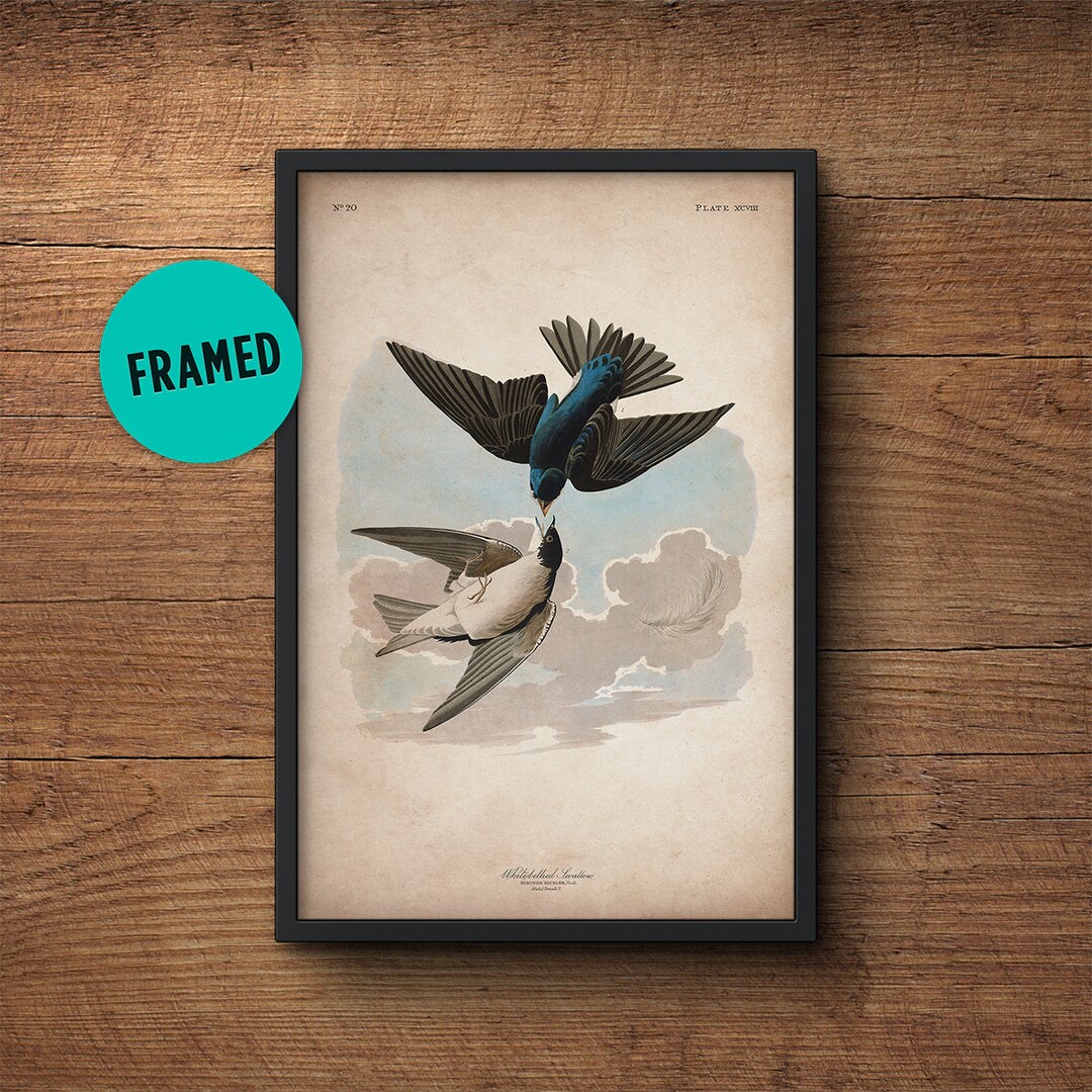 Swallow Bird Print, Framed Art, Swallow Print, Audubon Print, Audubon ...