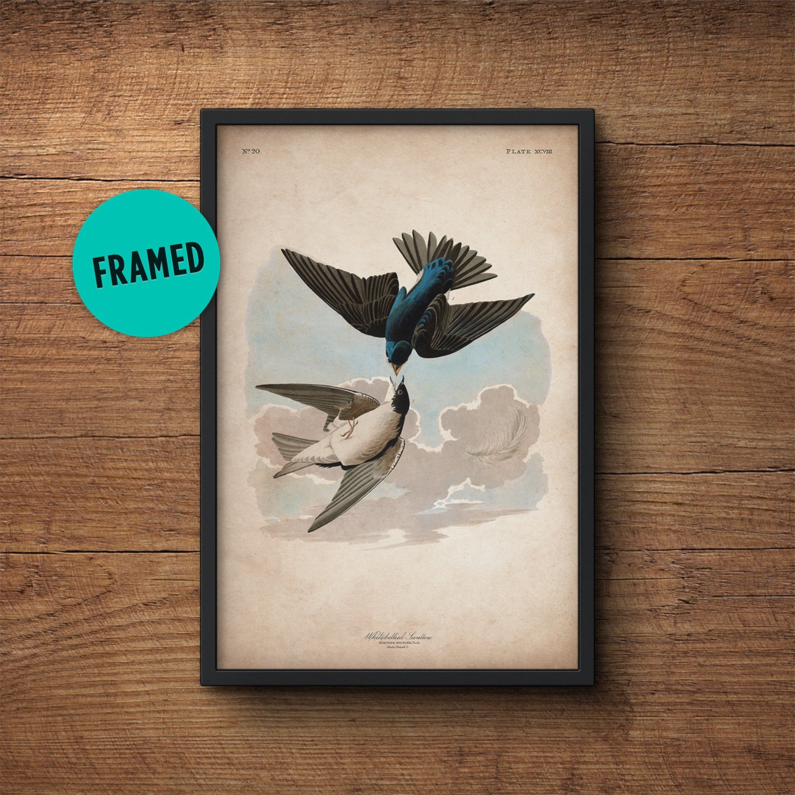 Swallow Bird Print, Framed Art, Swallow Print, Audubon Print, Audubon ...