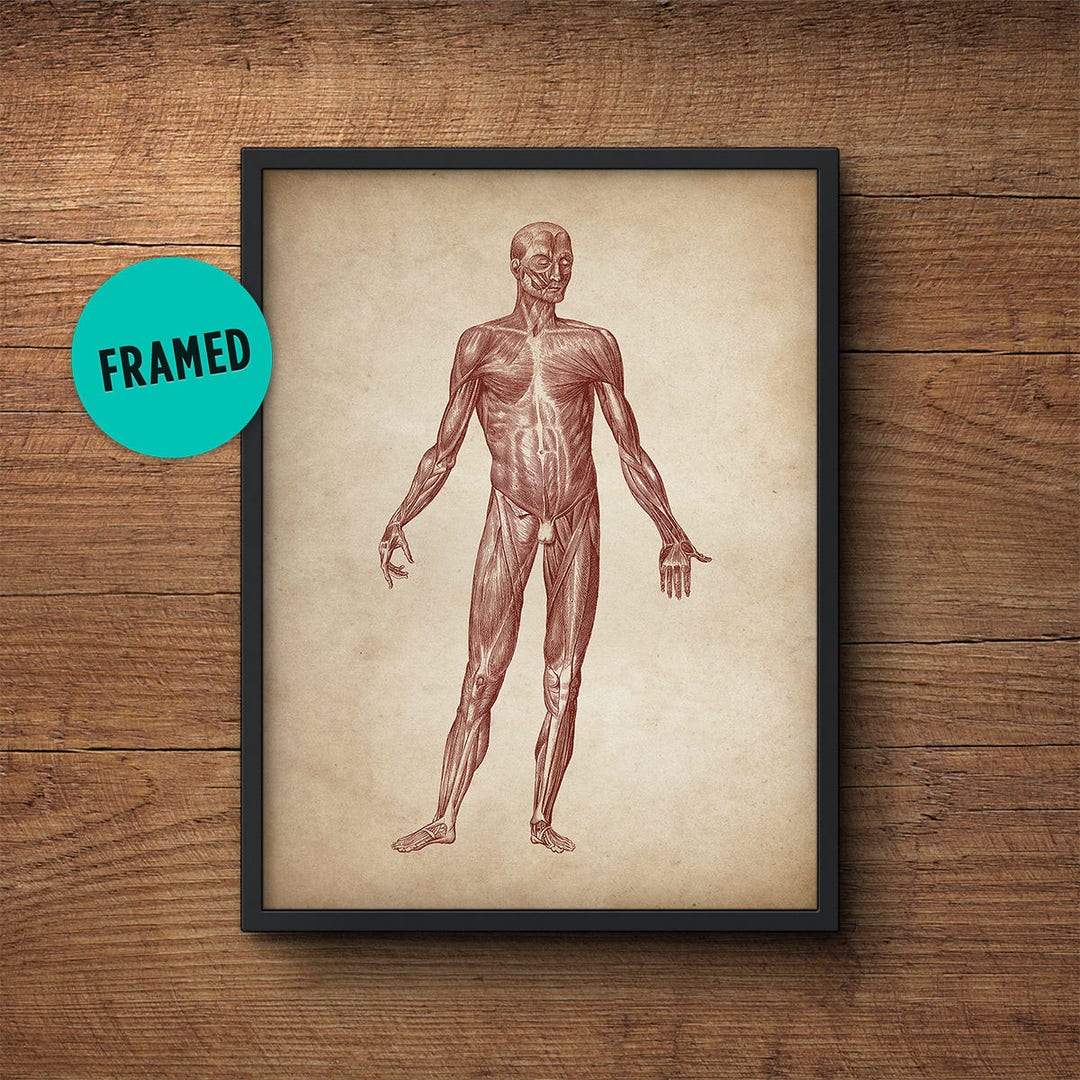 Anatomy Poster, Framed Art, Anatomy Print, Muscular System Print, Human ...