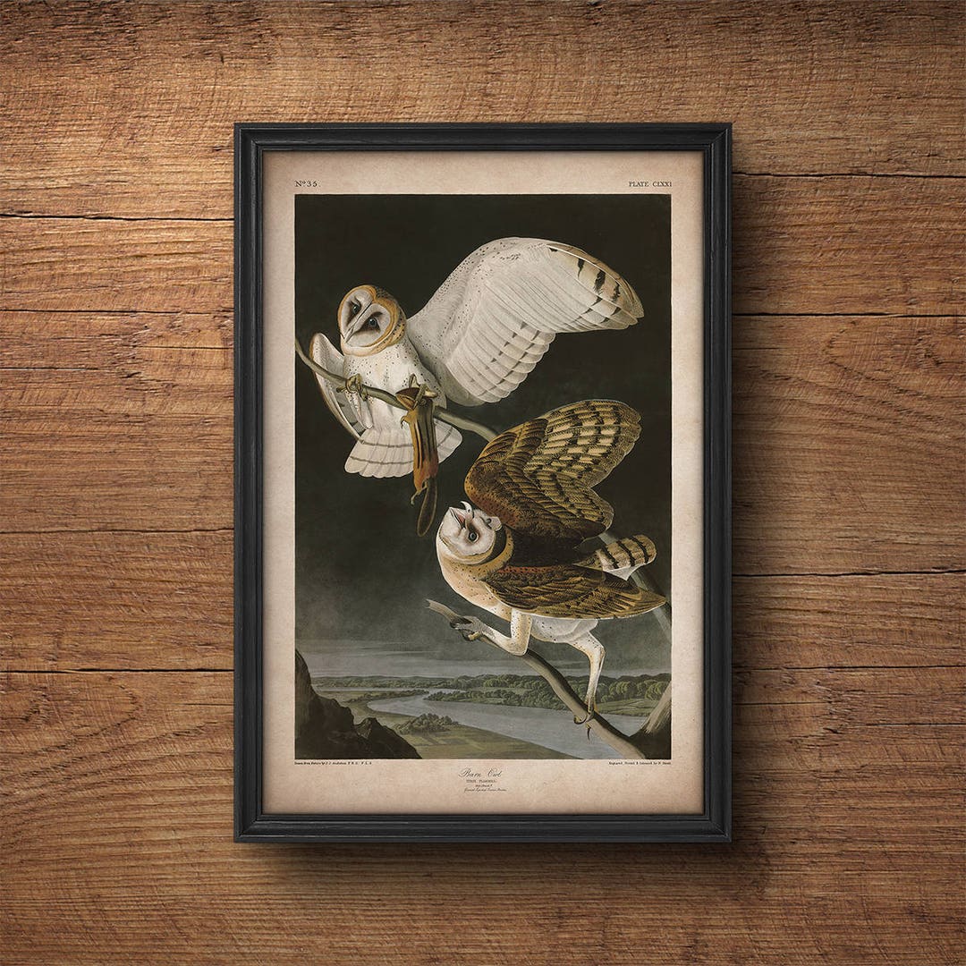 Audubon Bird Print, Owl Print, Antique Bird Print, Audubon Poster ...
