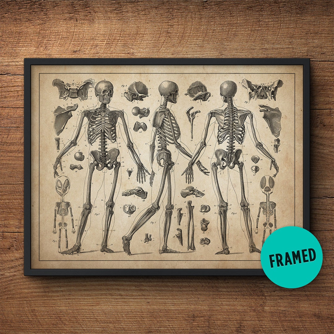 Anatomy Skeleton Print, Framed Art, Anatomy Wall Art, Anatomy Print ...
