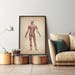 Anatomy Print, Framed Art, Anatomy Poster, Muscular System Print, Human ...