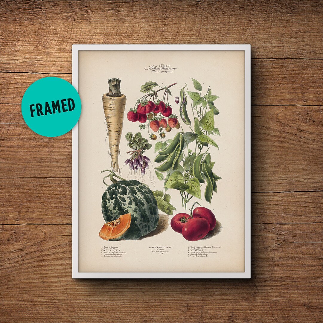 Vegetables Poster, Framed Art, Botanical Art, Vintage Vegetable Print ...