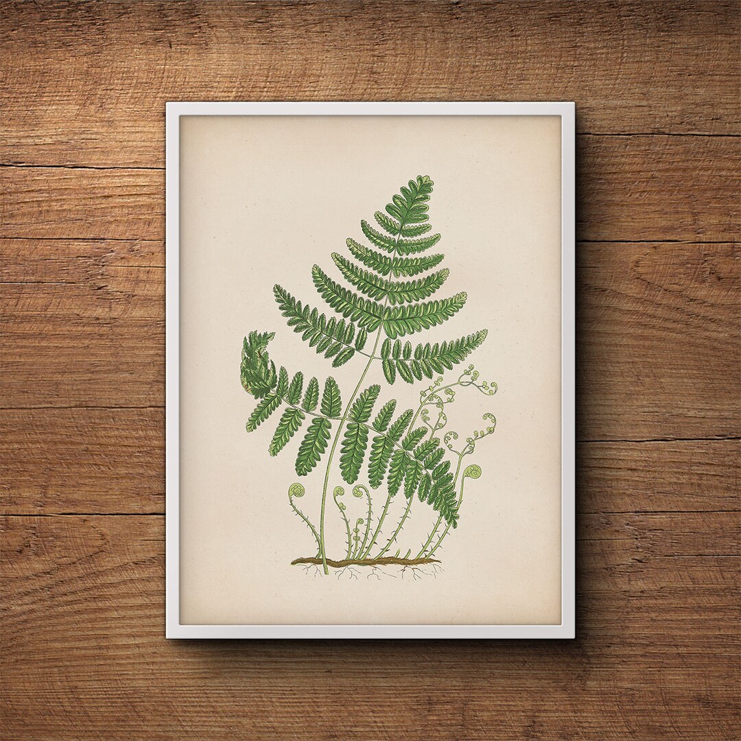Fern Wall Print, Fern Leaf Print, Botanical Print of Ferns, Vintage ...