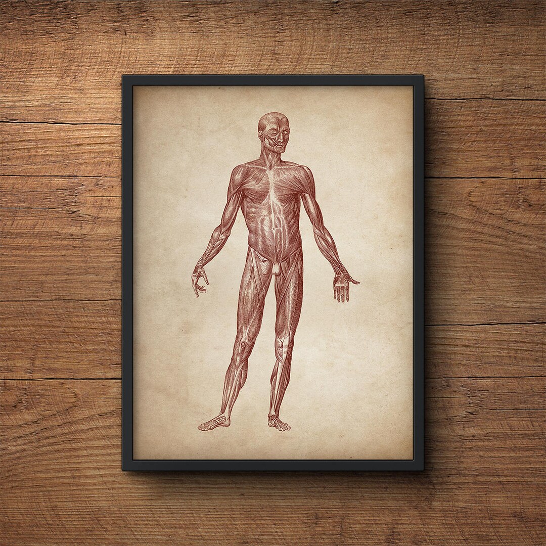 Anatomy Poster, Anatomy Print, Muscular System Print, Human Anatomy ...