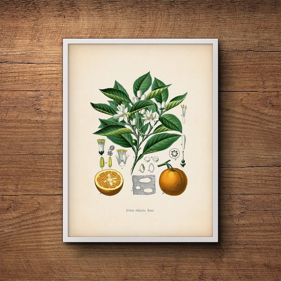 Citrus Art Print, Botanical Art, Orange Fruit, Kitchen Decor, Citrus ...
