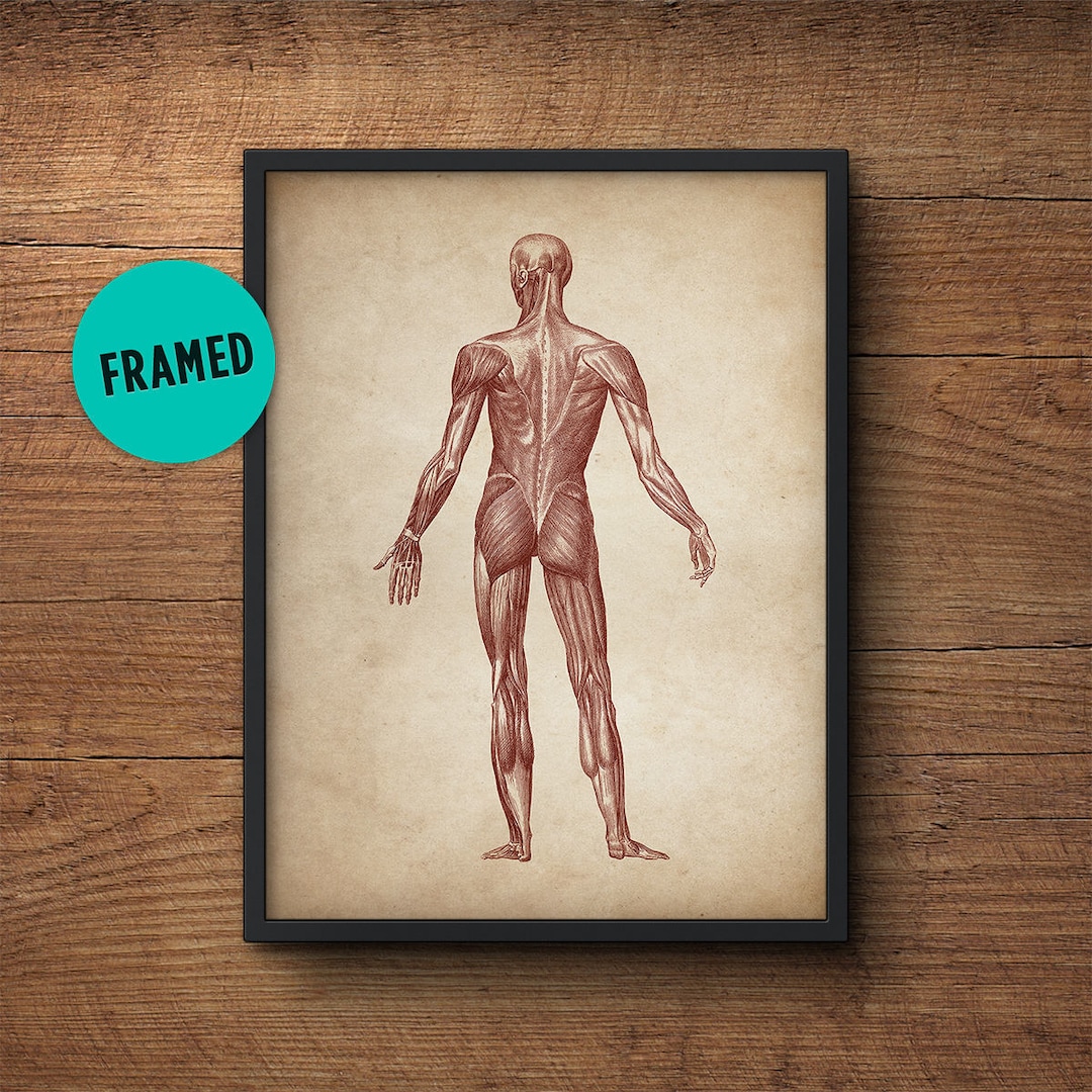 Anatomy Print, Framed Art, Anatomy Poster, Muscular System Print, Human ...