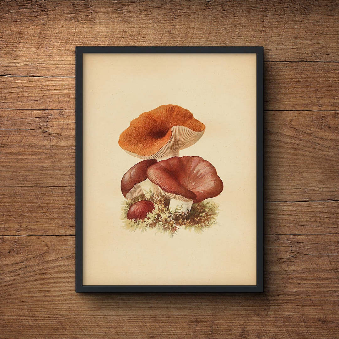Mushroom Poster Mushroom Print Botanical Print Botanical - Etsy