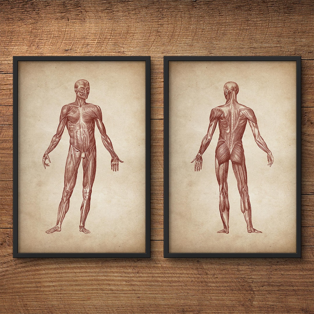 Anatomy Print Set of 2, Human Anatomy Posters, Anatomy Home Decor ...
