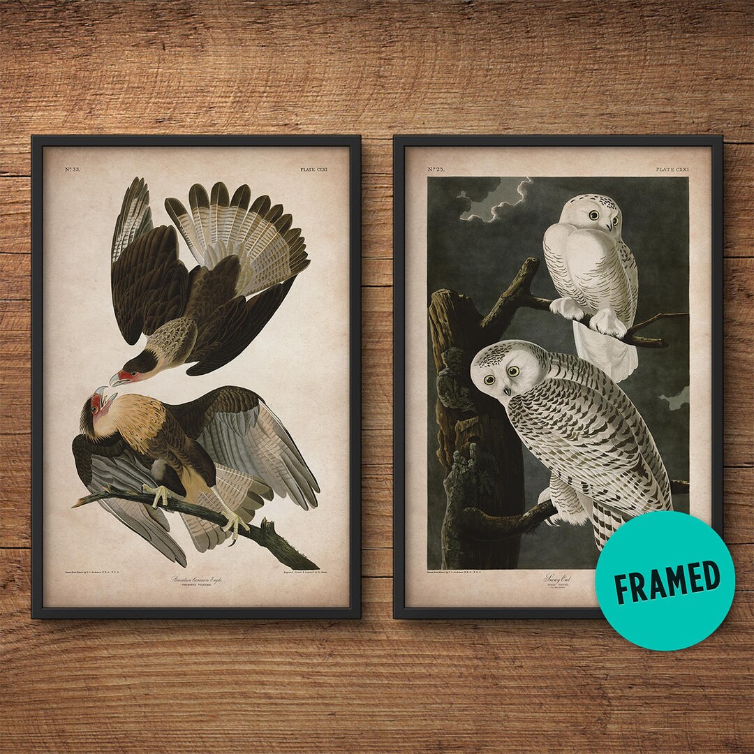 Audubon Birds, Framed Print Set, Eagle Print, Owl Print, Audubon Print ...
