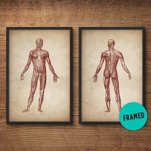Framed Anatomy Print Set of 2, Framed Art, Anatomy Posters, Anatomy ...