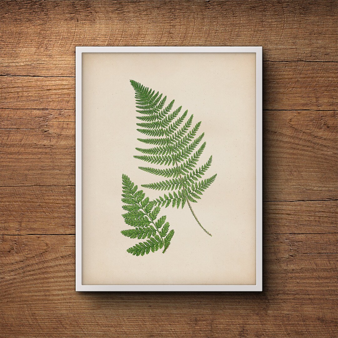 Botanical Print of Ferns, Fern Leaf Print, Fern Wall Print, Vintage ...