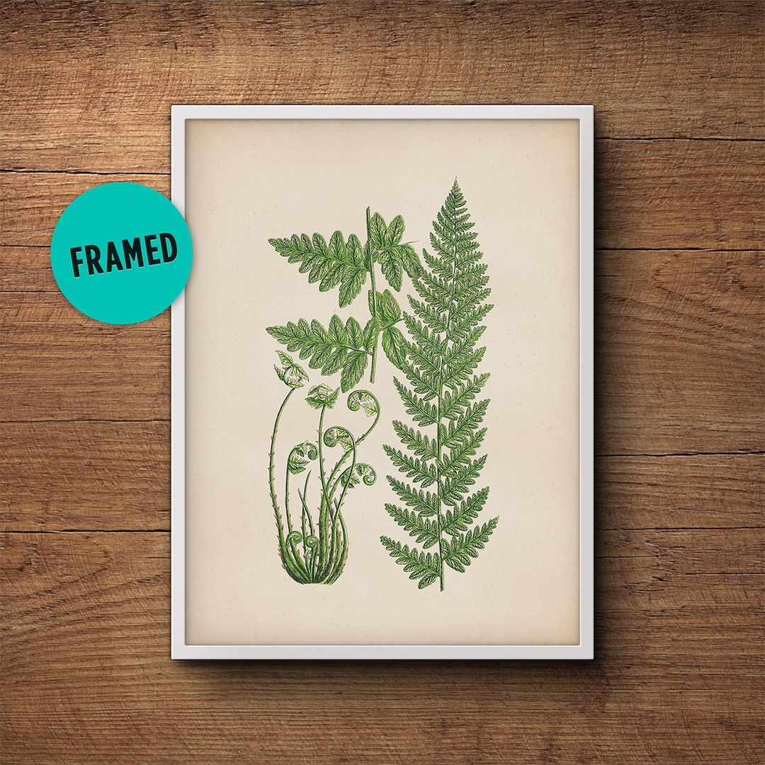 Fern Leaf Print, Framed Botanical Print, Fern Wall Print, Botanical ...