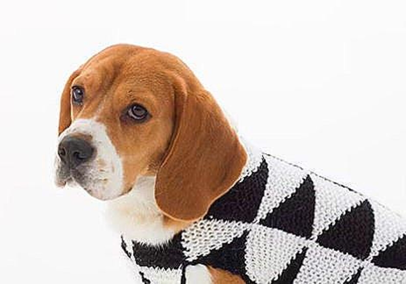 Knitting Pattern for Your Dog ~ PDF ~ Easy Knit Pattern ~skills Easy ...